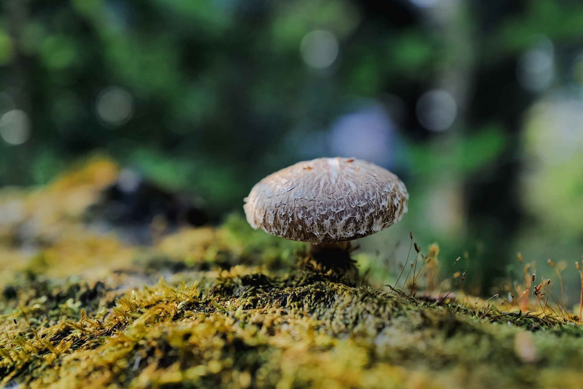 A guide to Edible Medicinal Mushrooms and the Benefits – GRIMMSTER